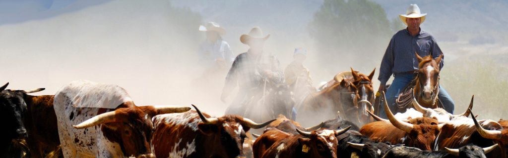 EOS Stewardship | Federated Hermes Limited