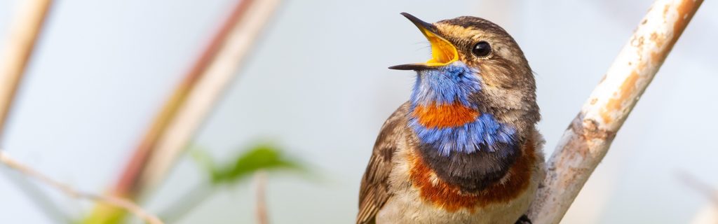 EOS Stewardship | Federated Hermes Limited