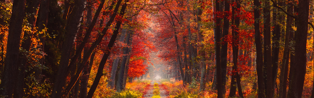 EOS Stewardship | Federated Hermes Limited