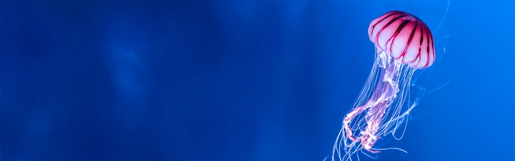 EOS Stewardship | Federated Hermes Limited